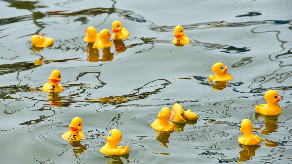 Duck 71: Golden Duck – Lindfield Bonfire Society